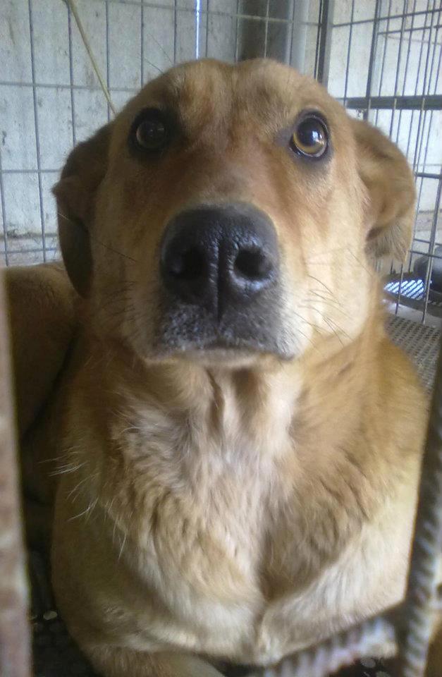 Angst beim Hund - Wissen-Hund.de