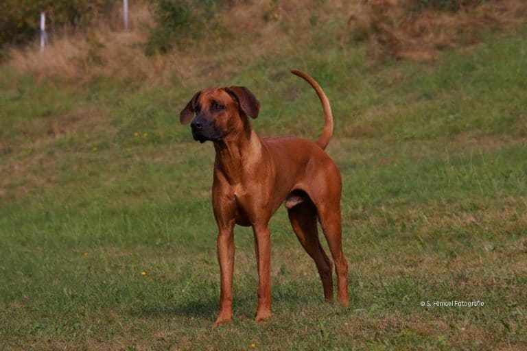 Die aufrechte starre Rute - Teil 3 - Wissen-Hund.de