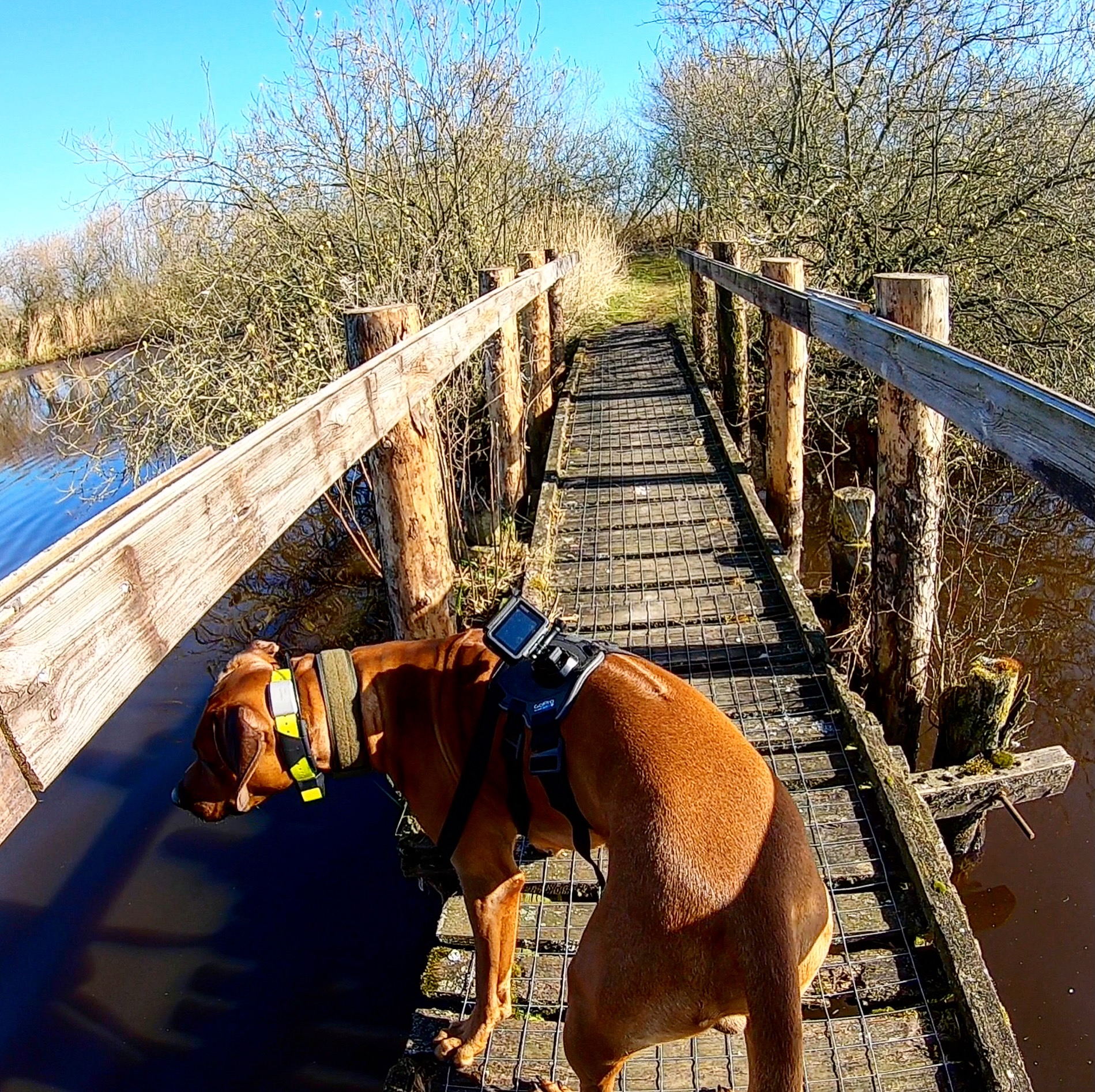 Die BIG FIVE - auch auf Hunde anwendbar? - Wissen-Hund.de