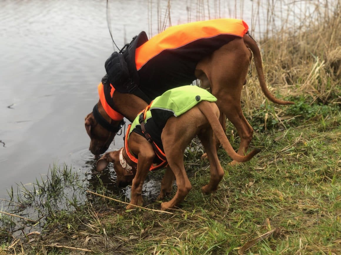 Die BIG FIVE - auch auf Hunde anwendbar? - Wissen-Hund.de